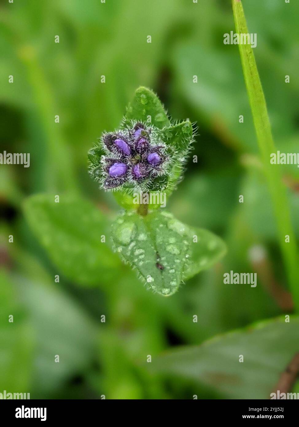 American alpine speedwell (Veronica wormskjoldii Stock Photo - Alamy