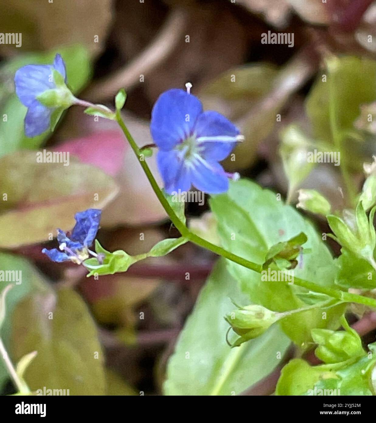 American brooklime (Veronica americana Stock Photo - Alamy