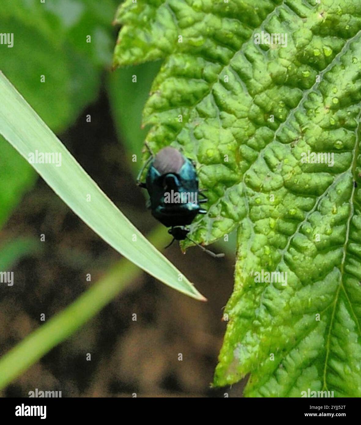 Blue Shield Bug (Zicrona caerulea Stock Photo - Alamy