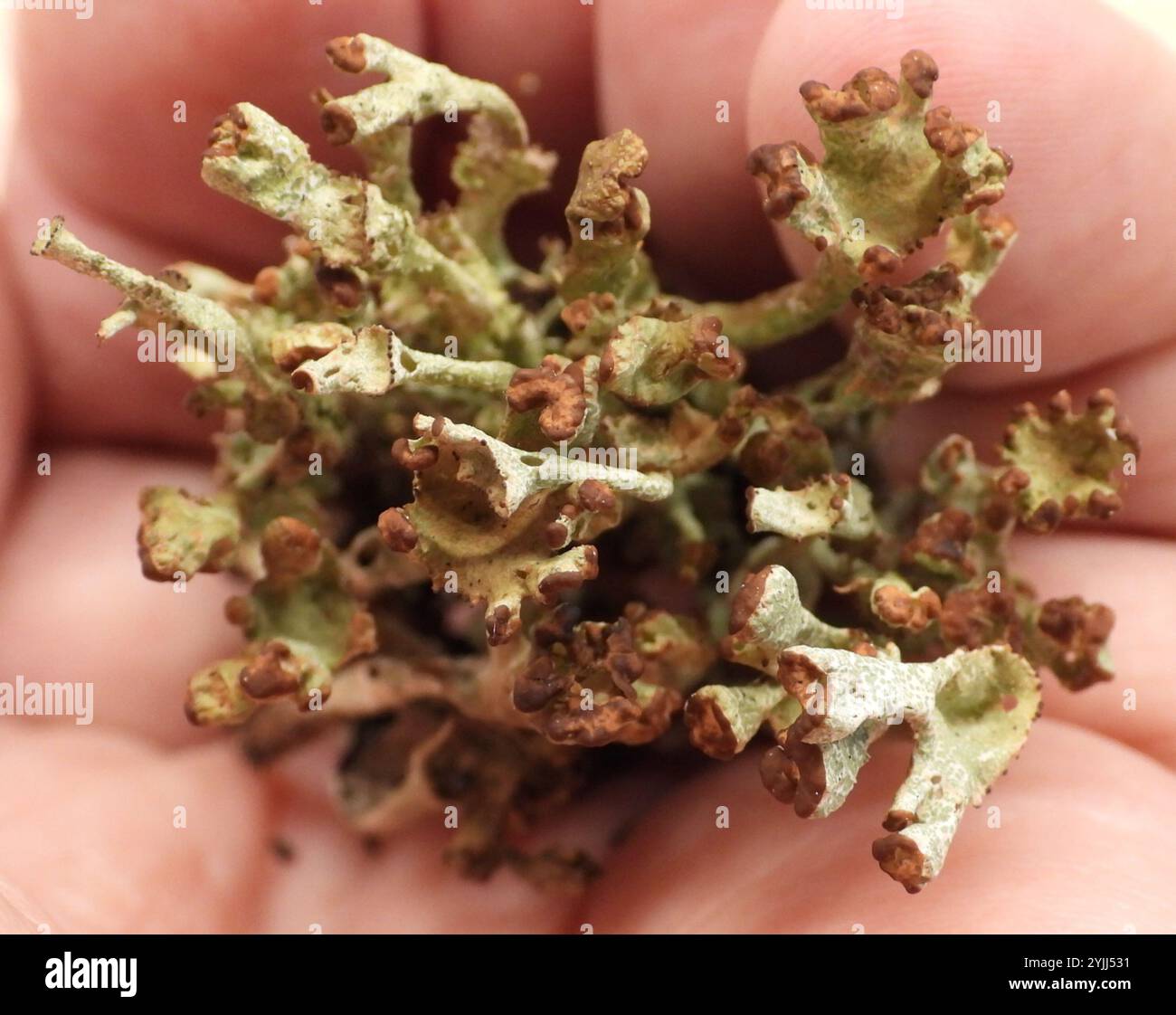 Bronzed Pixie Lichen (Cladonia gracilis turbinata Stock Photo - Alamy