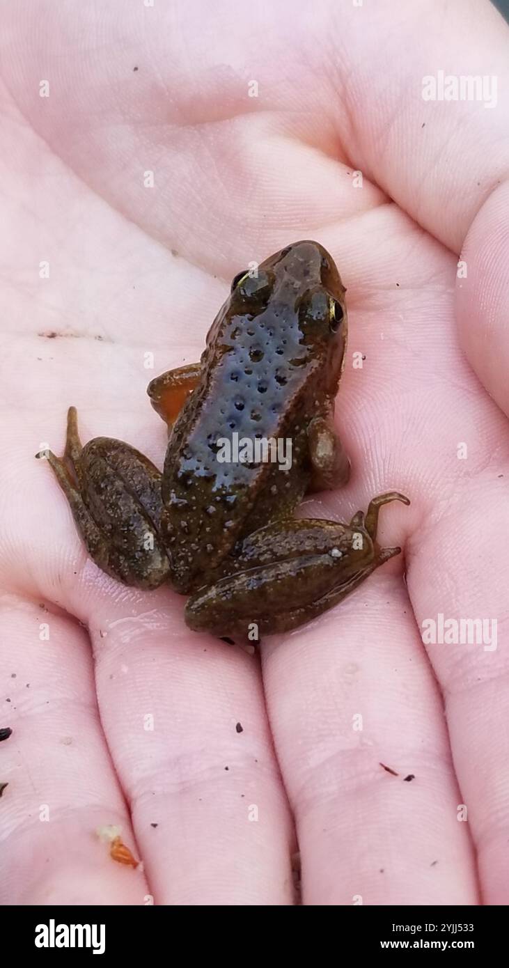 Rana cascadae cascades frog hi-res stock photography and images - Alamy