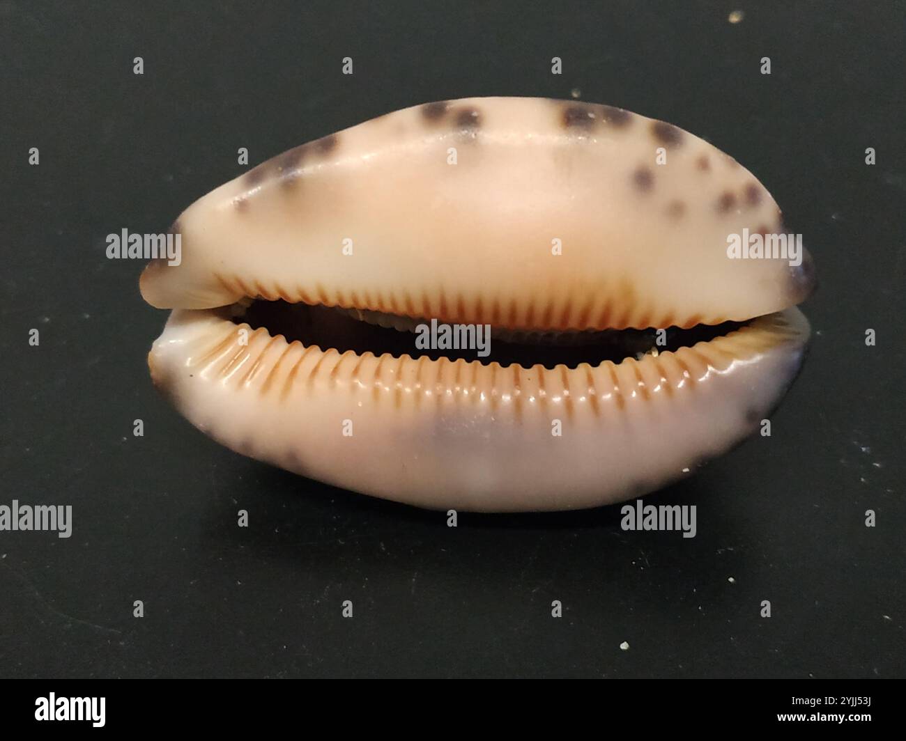 Arabian cowry hi-res stock photography and images - Alamy