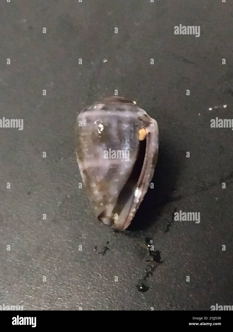 Coronated Cone (Conus coronatus Stock Photo - Alamy