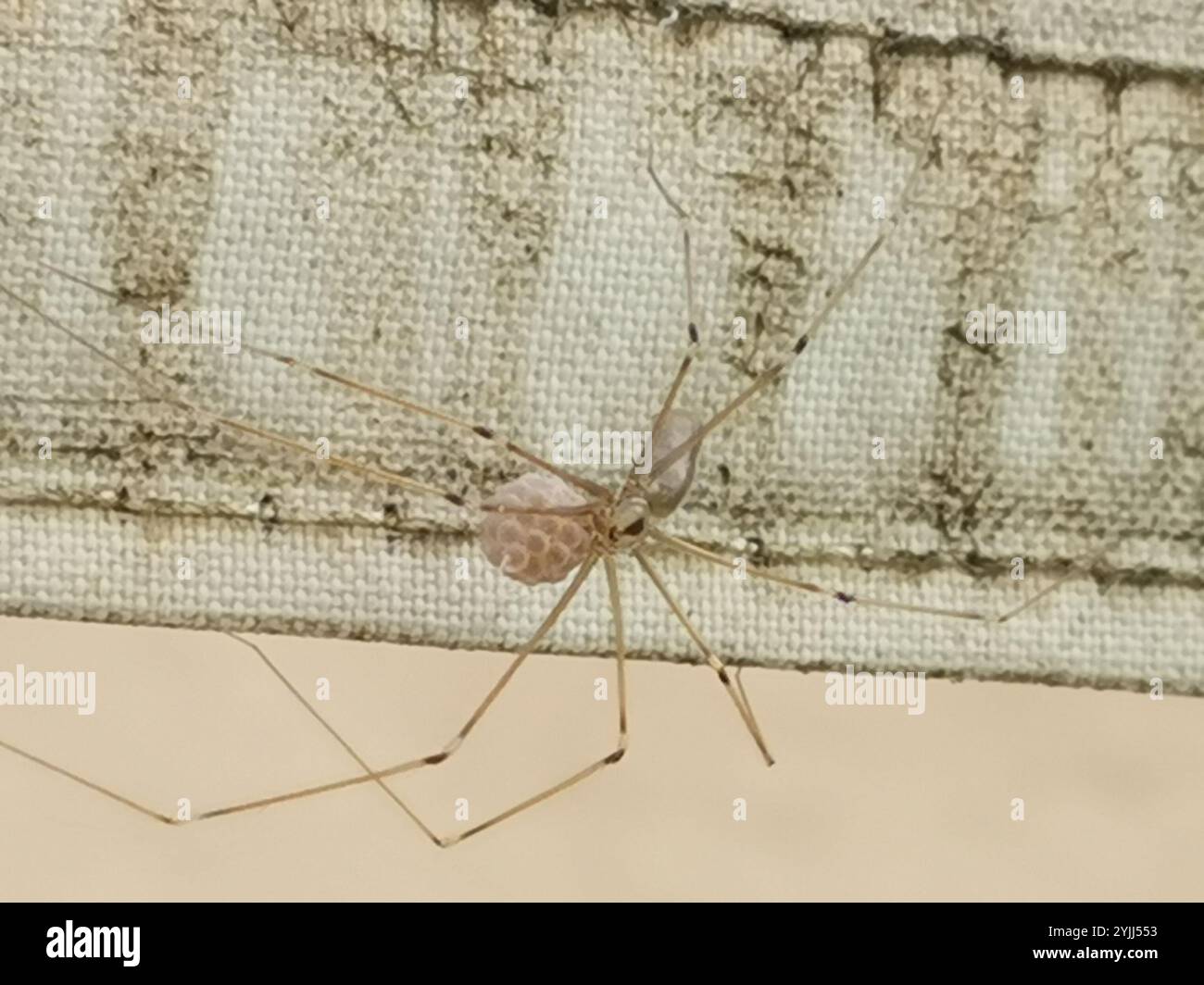 Long-bodied Cellar Spider (Pholcus phalangioides Stock Photo - Alamy