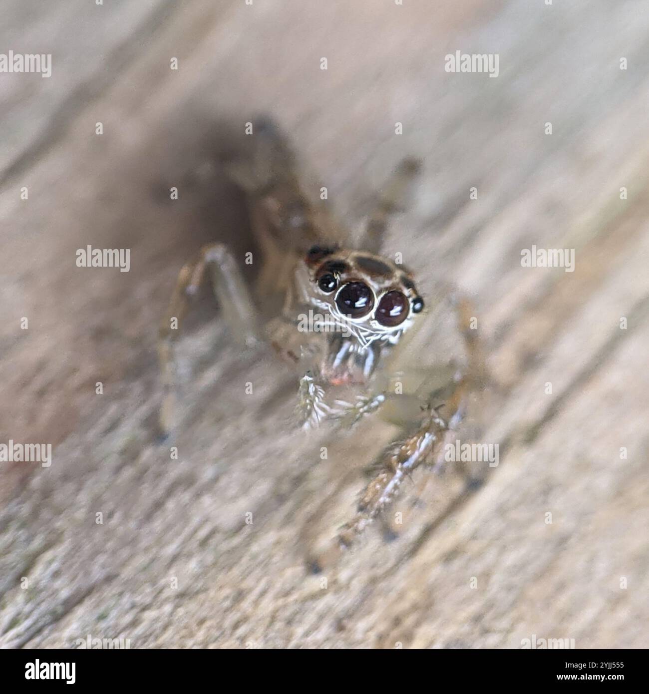 Sylvan Jumping Spider (Colonus sylvanus Stock Photo - Alamy