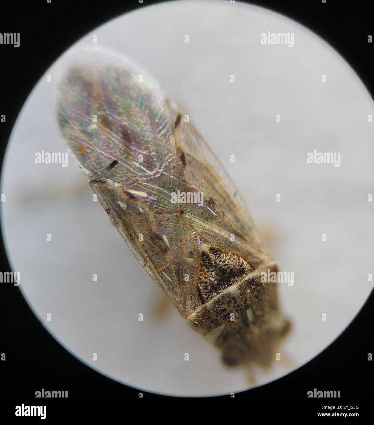 False chinch bugs (Nysius Stock Photo - Alamy