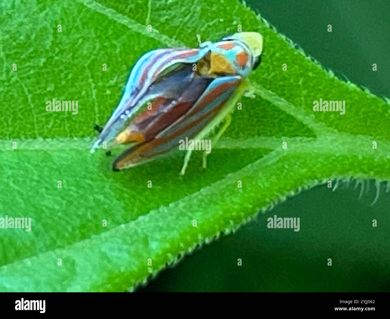 Red-banded Leafhopper (Graphocephala coccinea Stock Photo - Alamy