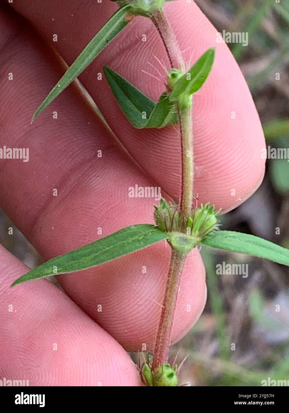 rough buttonweed (Hexasepalum teres Stock Photo - Alamy