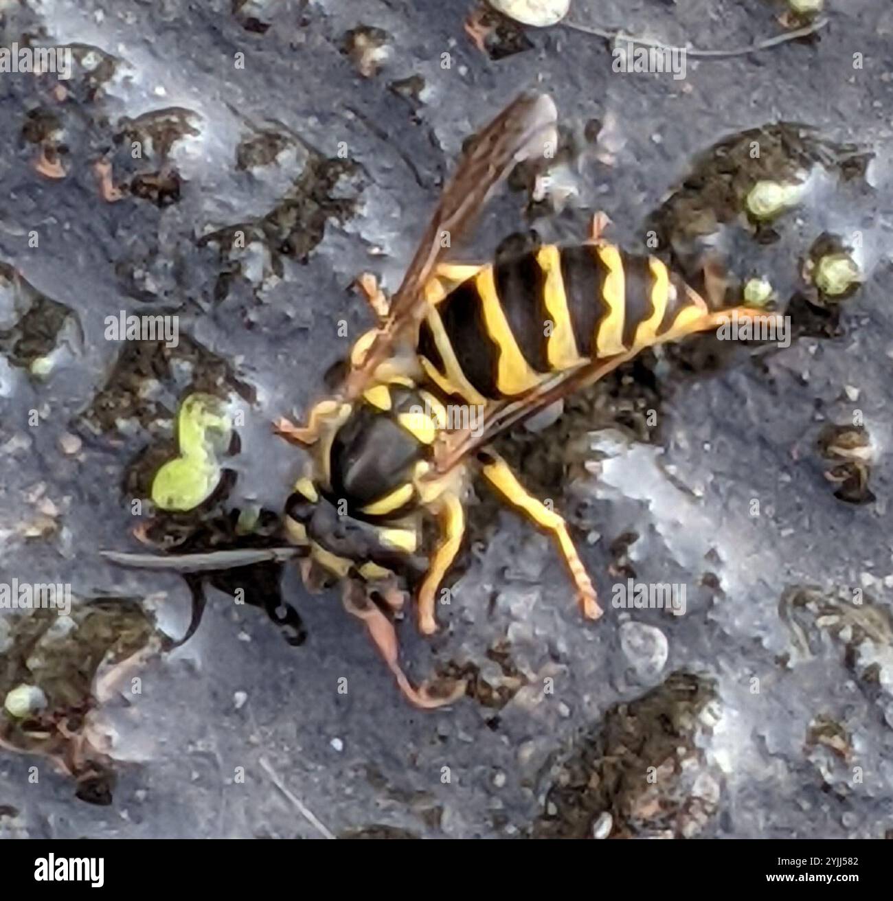 Eastern Yellowjacket (Vespula maculifrons Stock Photo - Alamy