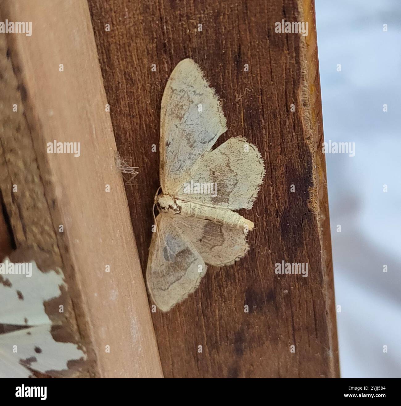 Riband Wave (Idaea aversata Stock Photo - Alamy