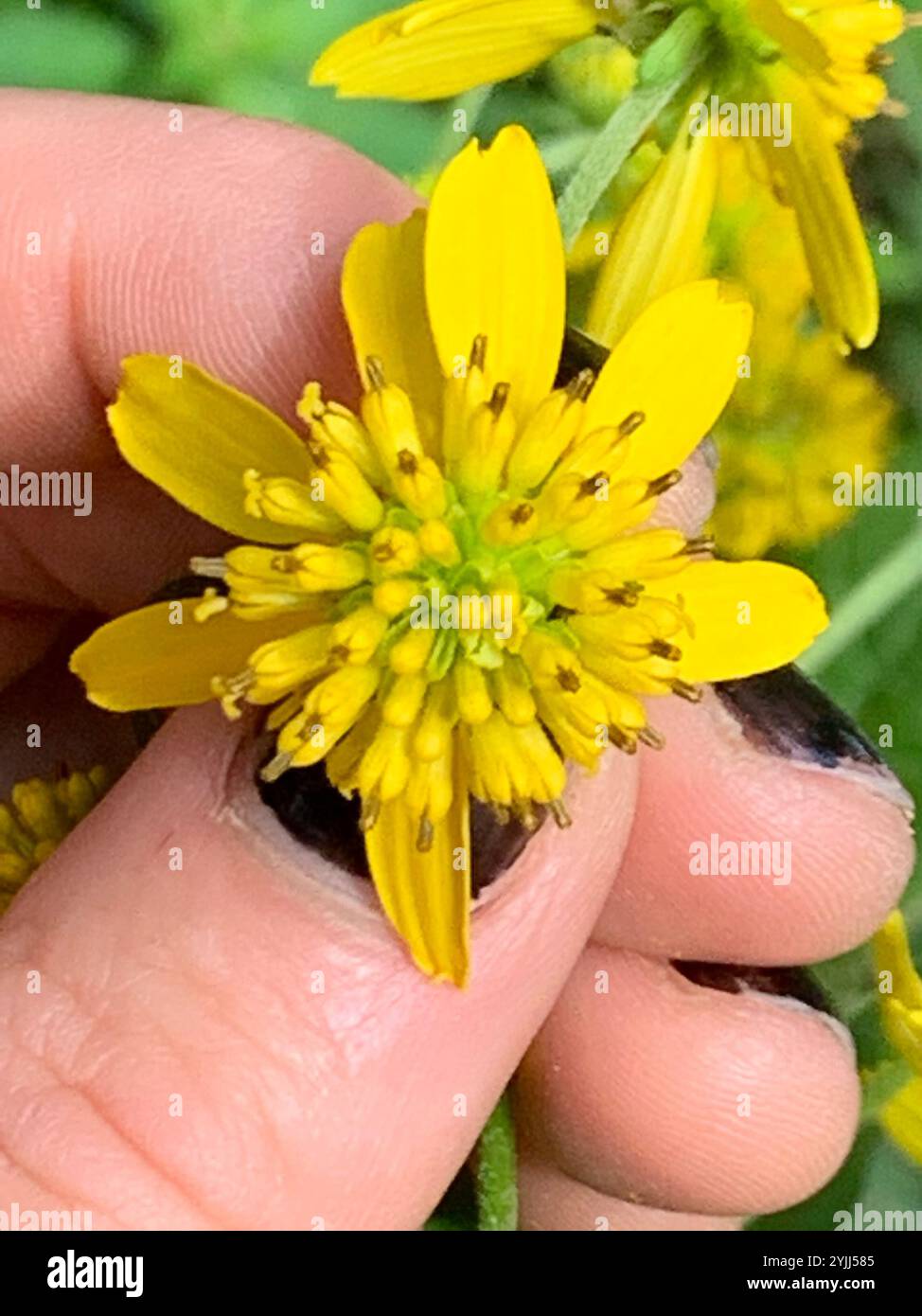 Wingstem (Verbesina alternifolia Stock Photo - Alamy
