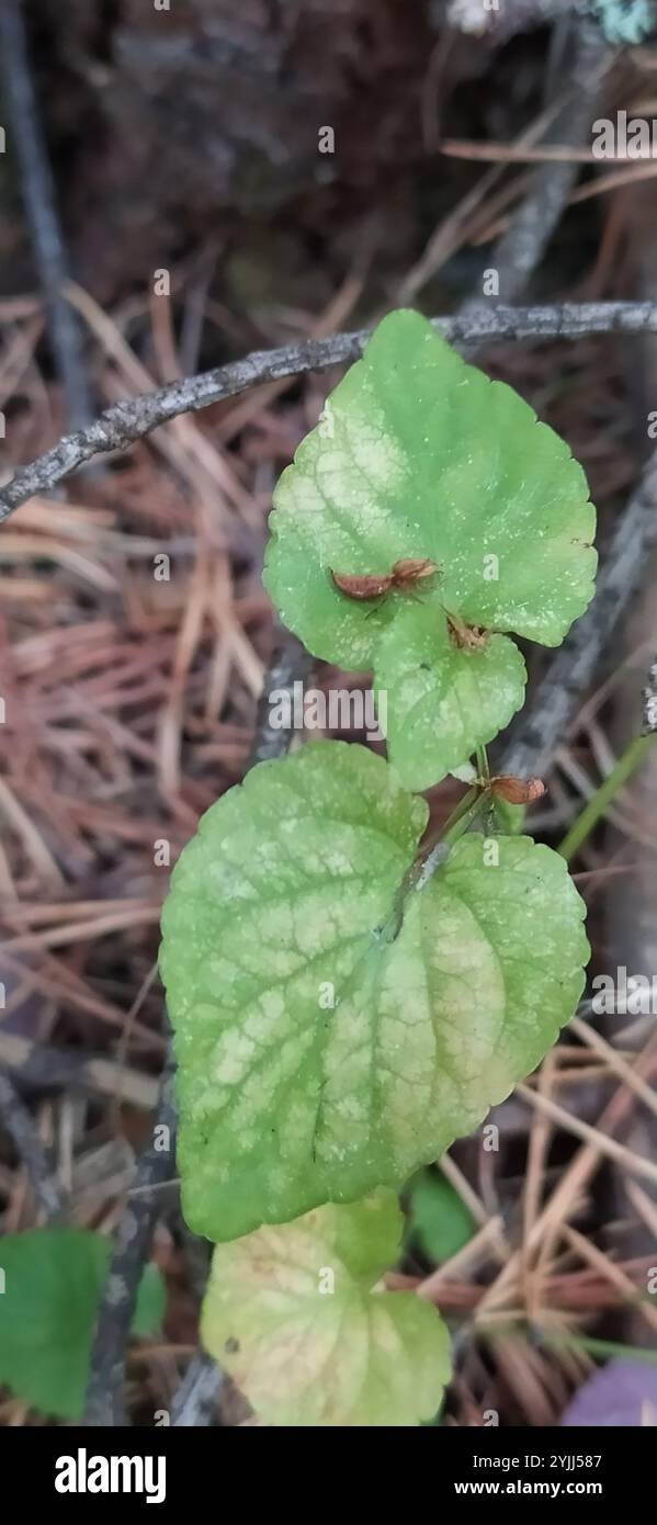 Broad-leaved Violet (Viola mirabilis Stock Photo - Alamy