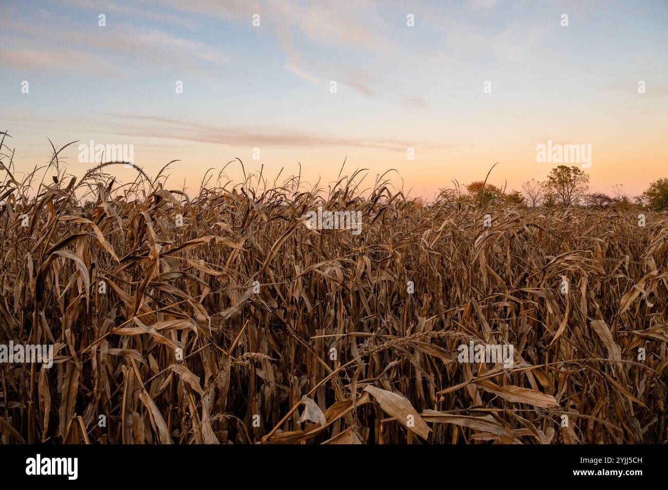 Colorful Sunset Illuminates Fall Farm Field in Tranquil Beauty Stock ...