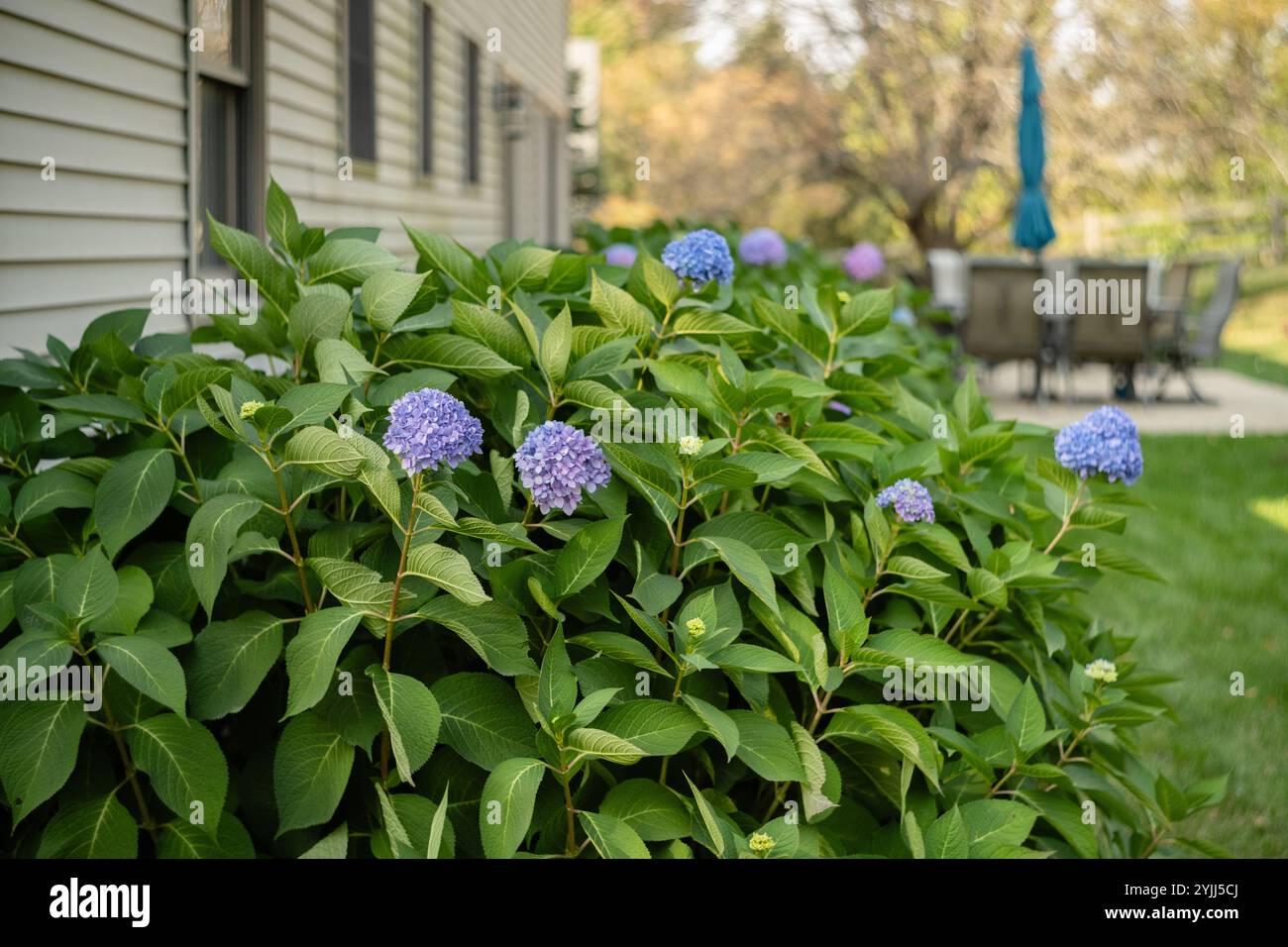 Gorgeous flowering hydrangea bushes line backyard patio in summe Stock ...