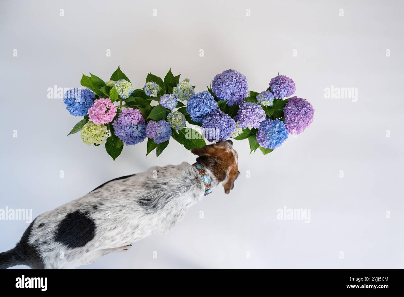 Overhead of dog sniffing blue, pink, purple hydrangeas indoors Stock ...