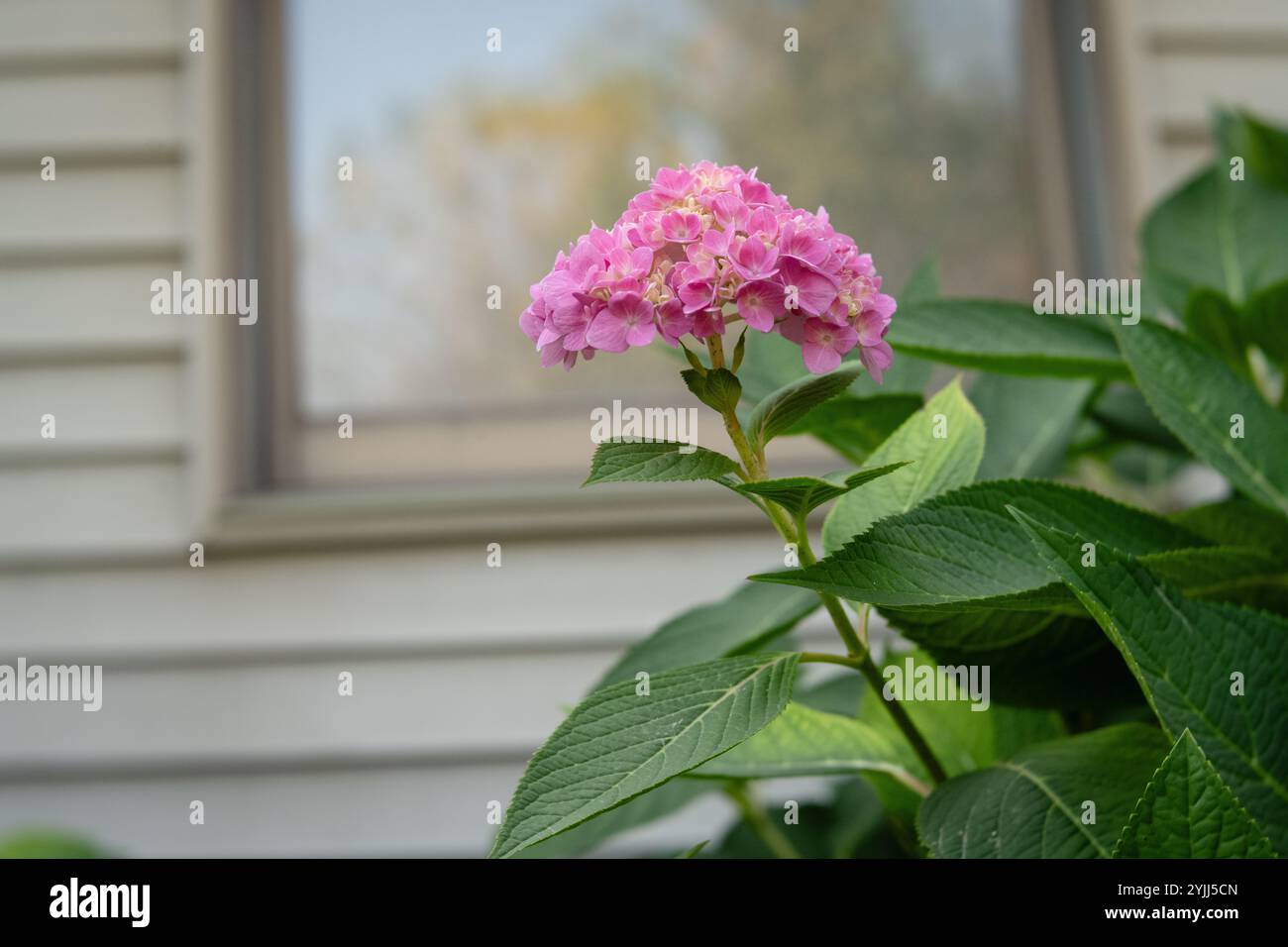 Single pink blooming hydrangea flower in window frame Stock Photo - Alamy