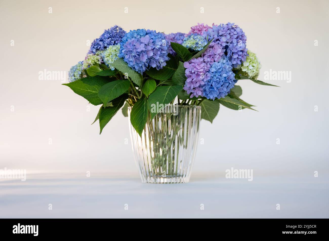 Multi-colored hydrangea flowers in crystal vase on white backdro Stock ...