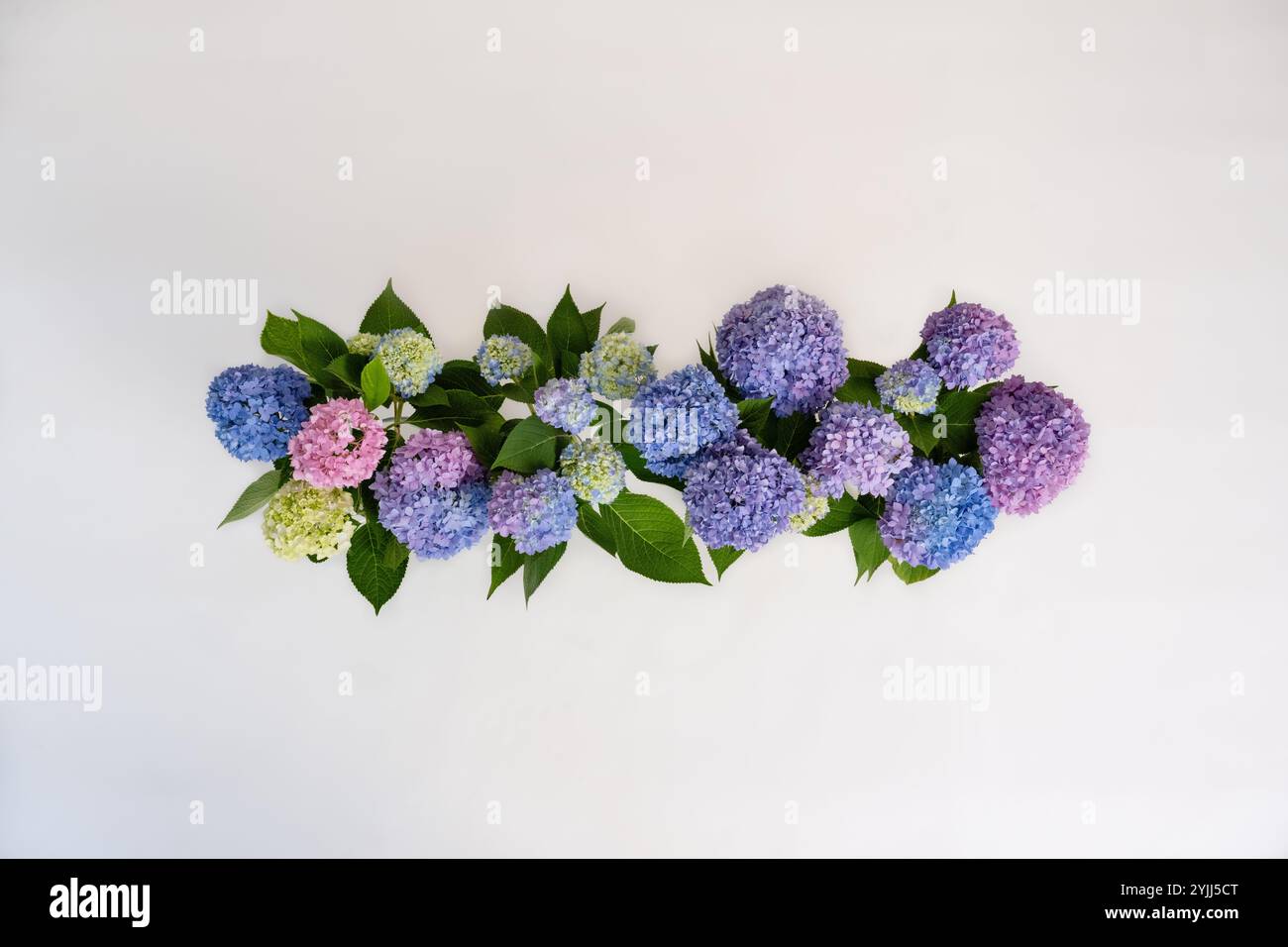 Beautiful looking blue hydrangea hi-res stock photography and images ...