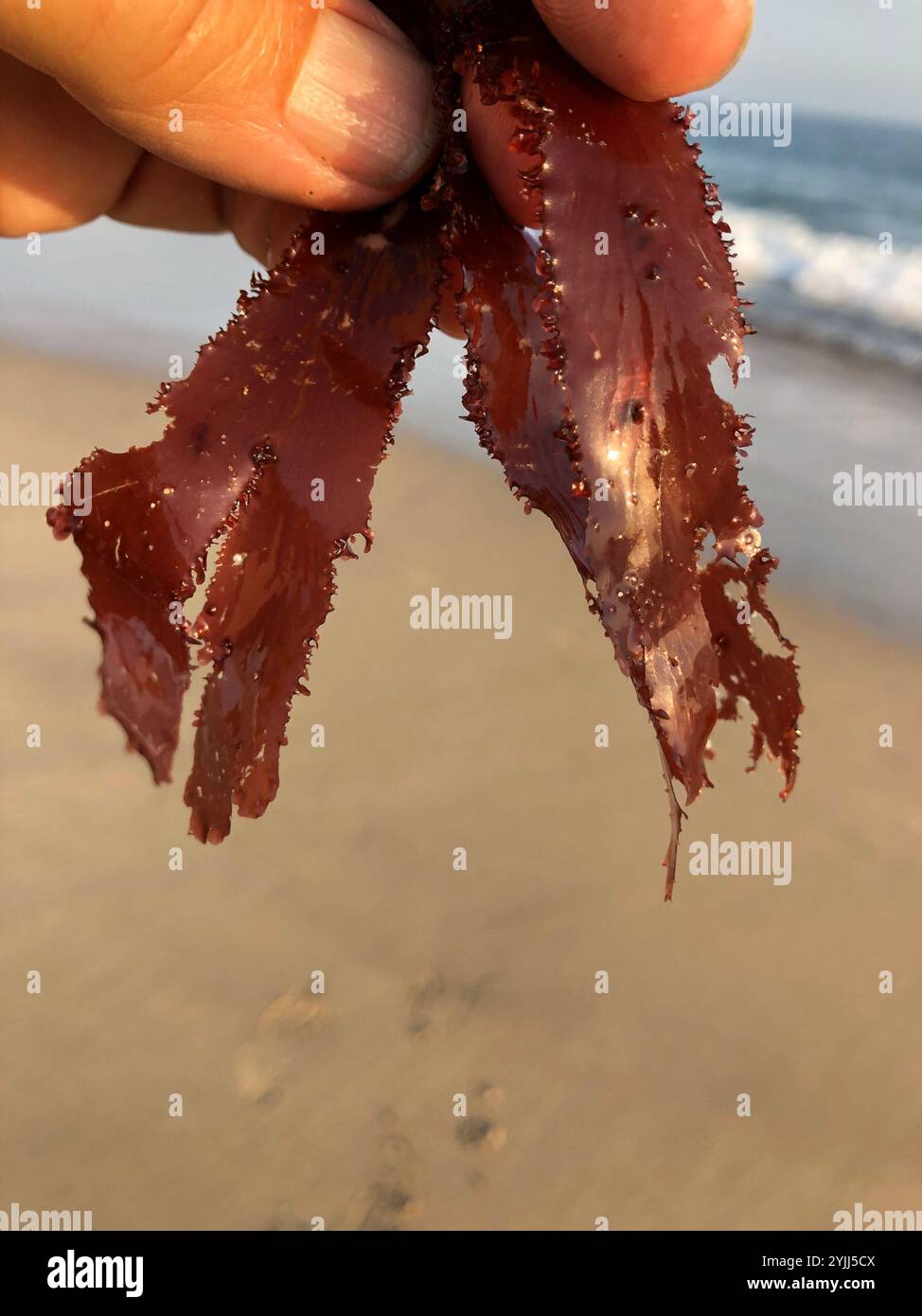 Grape Tongue (Cryptopleura ruprechtiana Stock Photo - Alamy