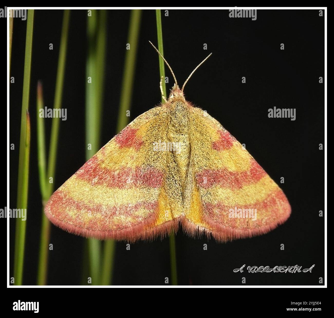 Lythria sanguinaria hi-res stock photography and images - Alamy