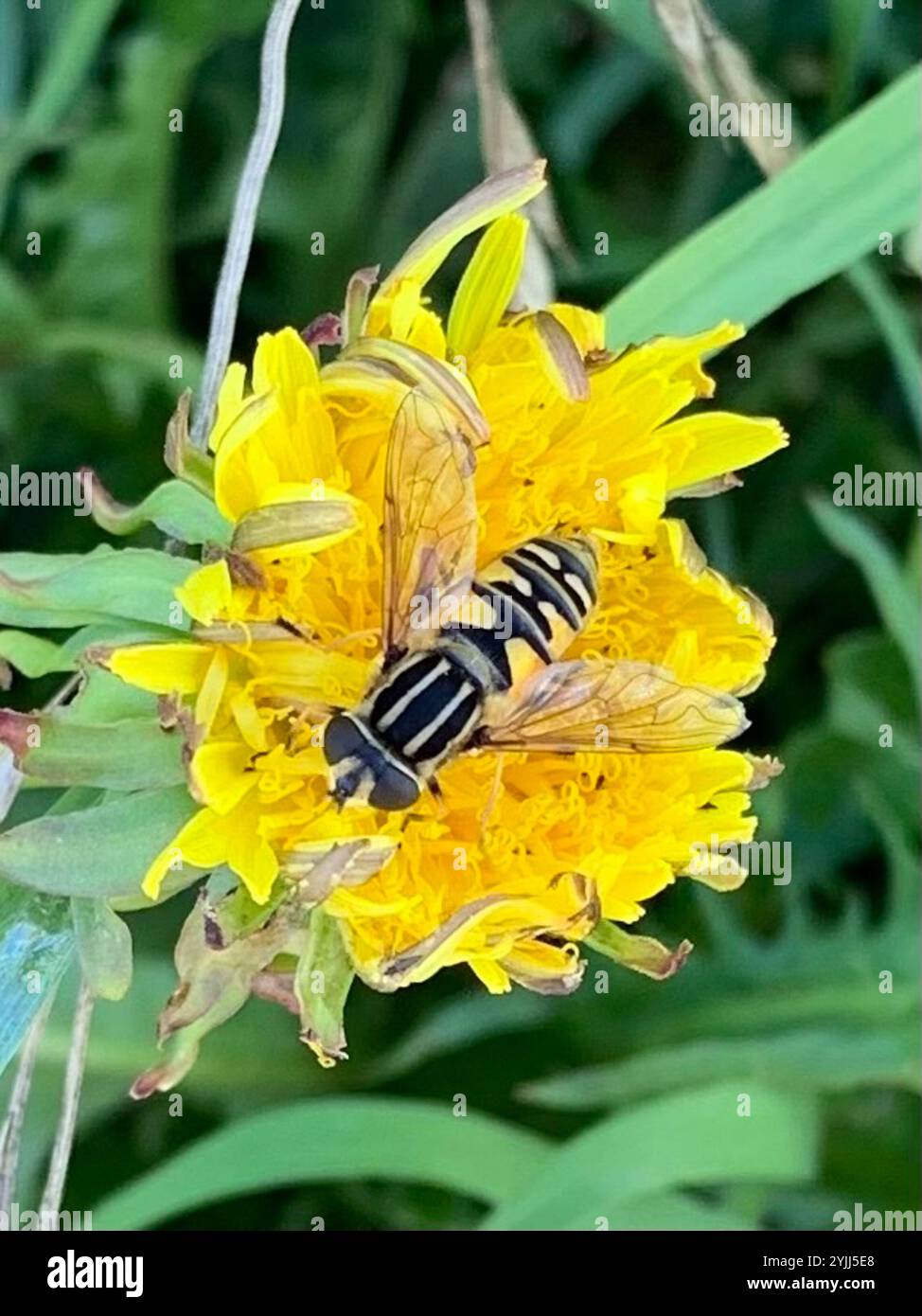 Sun Fly (Helophilus pendulus Stock Photo - Alamy