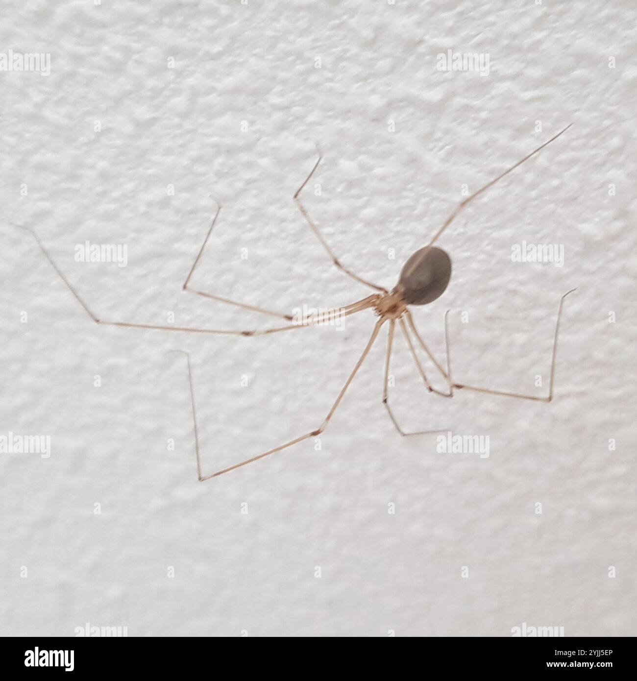 Long-bodied Cellar Spider (Pholcus phalangioides Stock Photo - Alamy