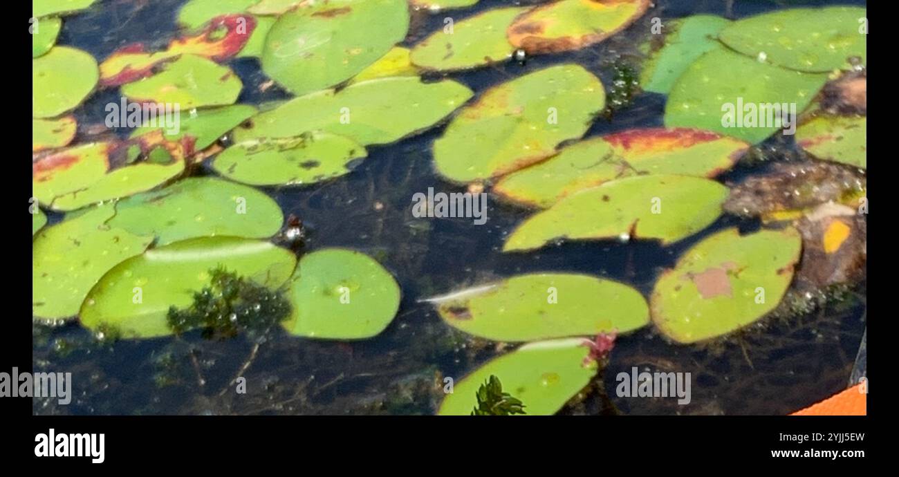 Watershield (Brasenia schreberi Stock Photo - Alamy