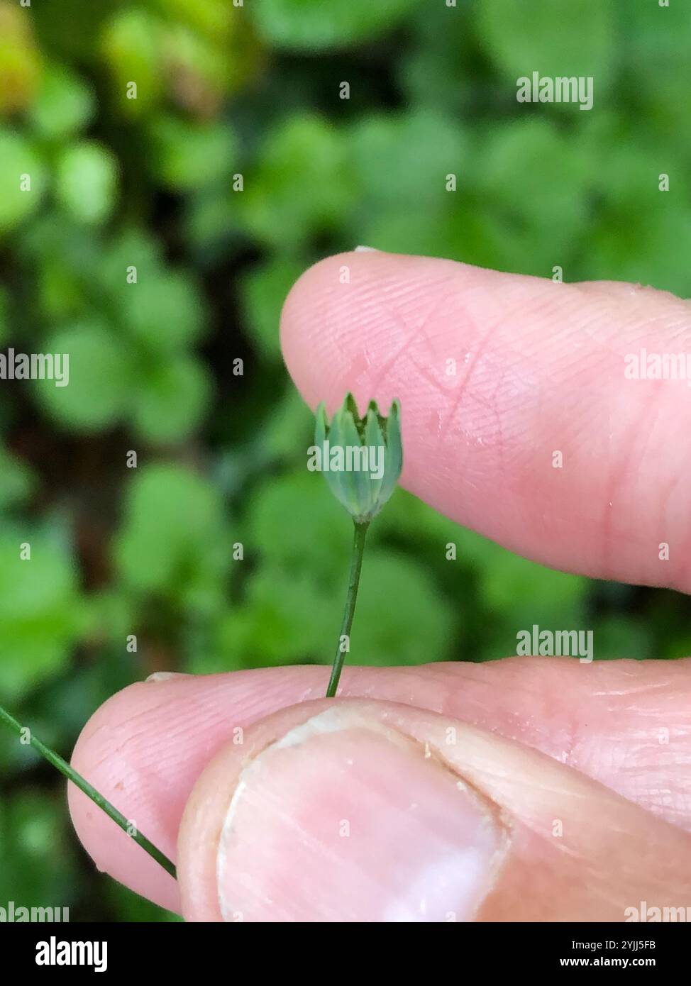 nipplewort (Lapsana communis Stock Photo - Alamy