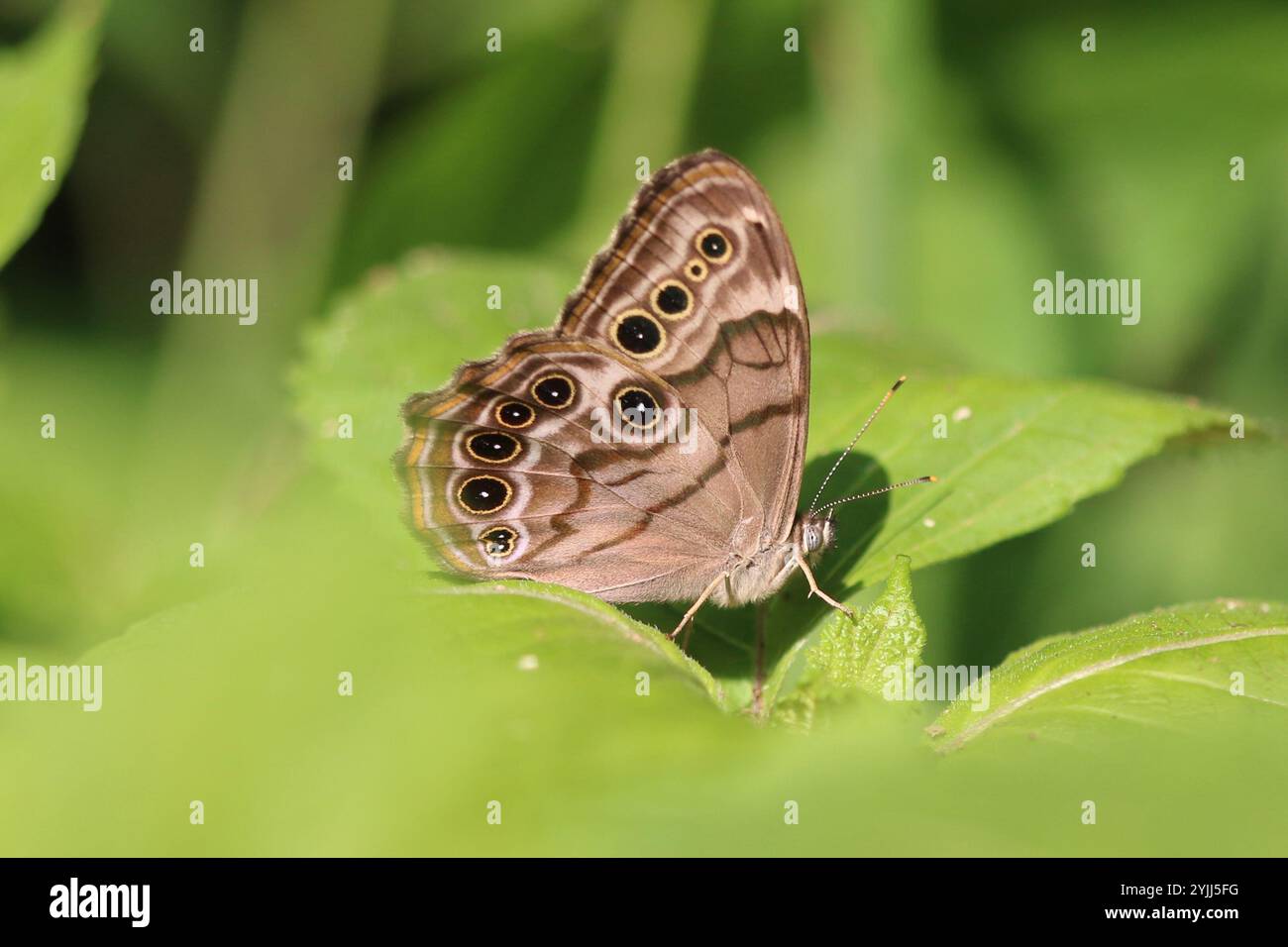 Northern Pearly-eye (Lethe anthedon Stock Photo - Alamy