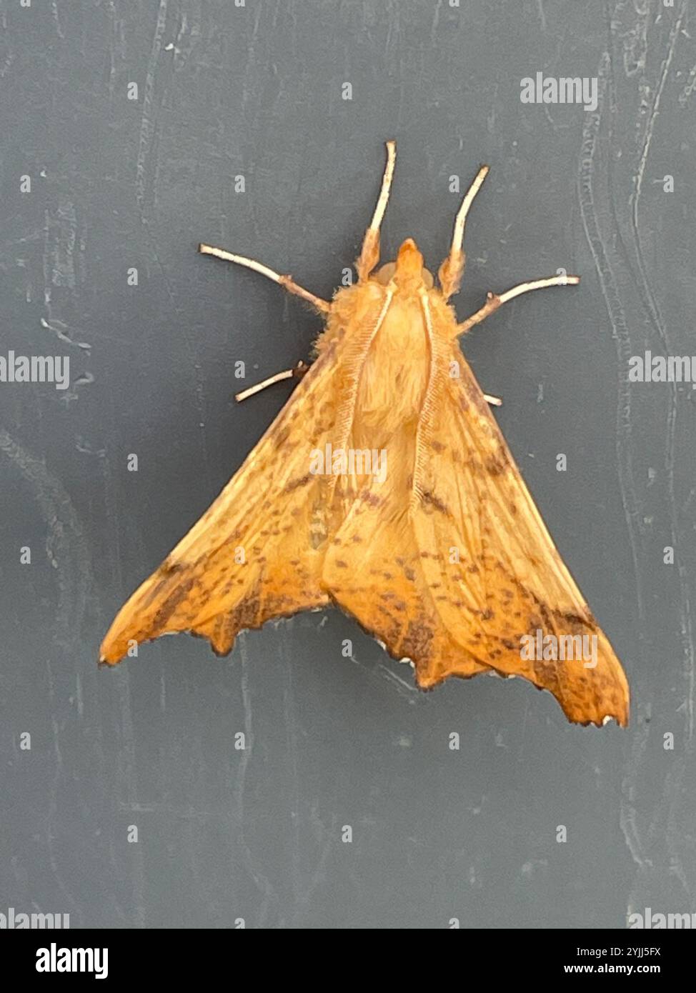 Maple Spanworm Moth (Ennomos magnaria Stock Photo - Alamy