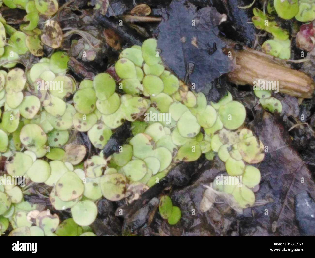 greater duckweed (Spirodela polyrhiza Stock Photo - Alamy