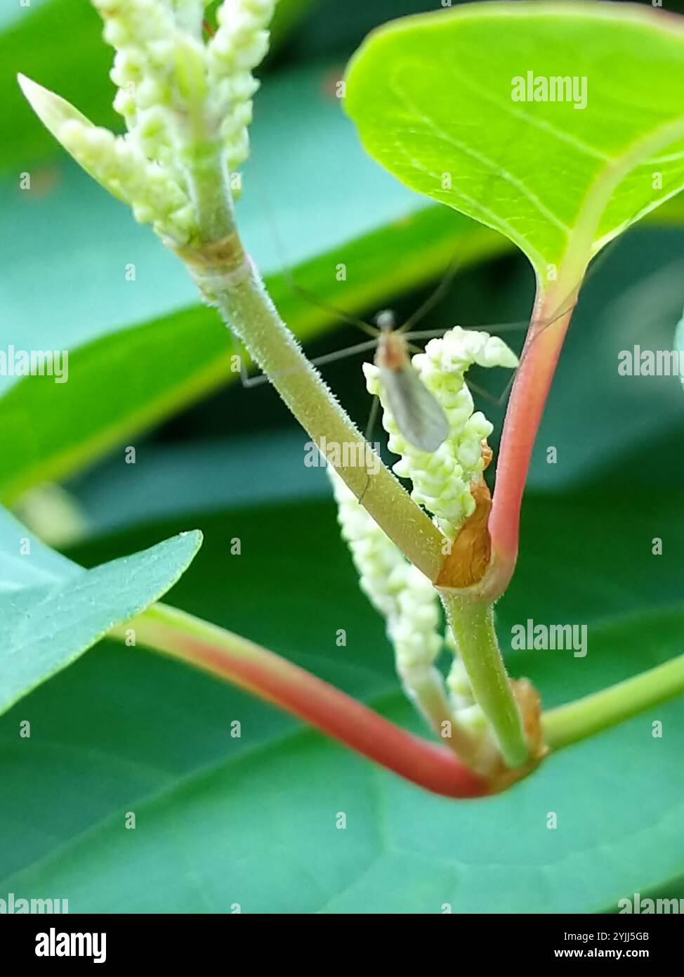 Antocha hi-res stock photography and images - Alamy