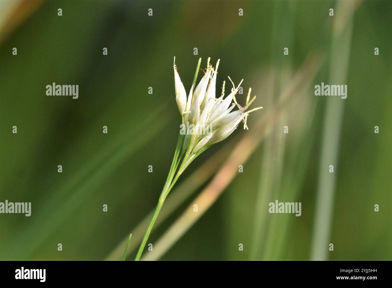 white beak-sedge (Rhynchospora alba Stock Photo - Alamy