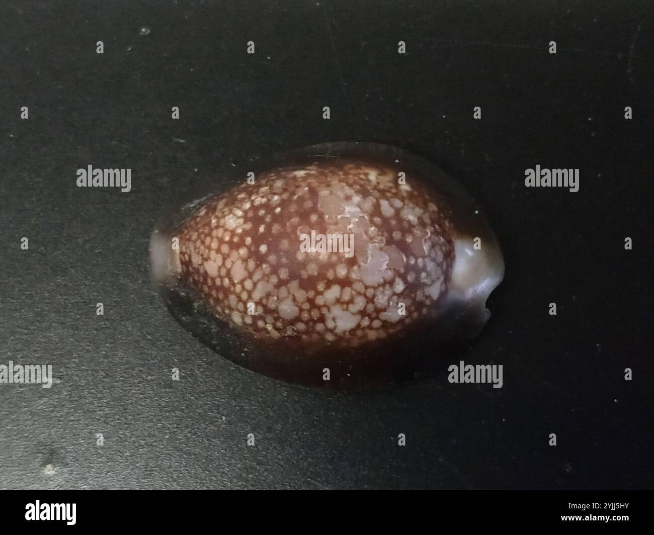 Snakehead Cowrie (Monetaria caputserpentis Stock Photo - Alamy