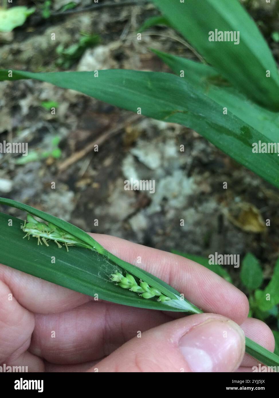 White Bear Sedge (Carex albursina Stock Photo - Alamy