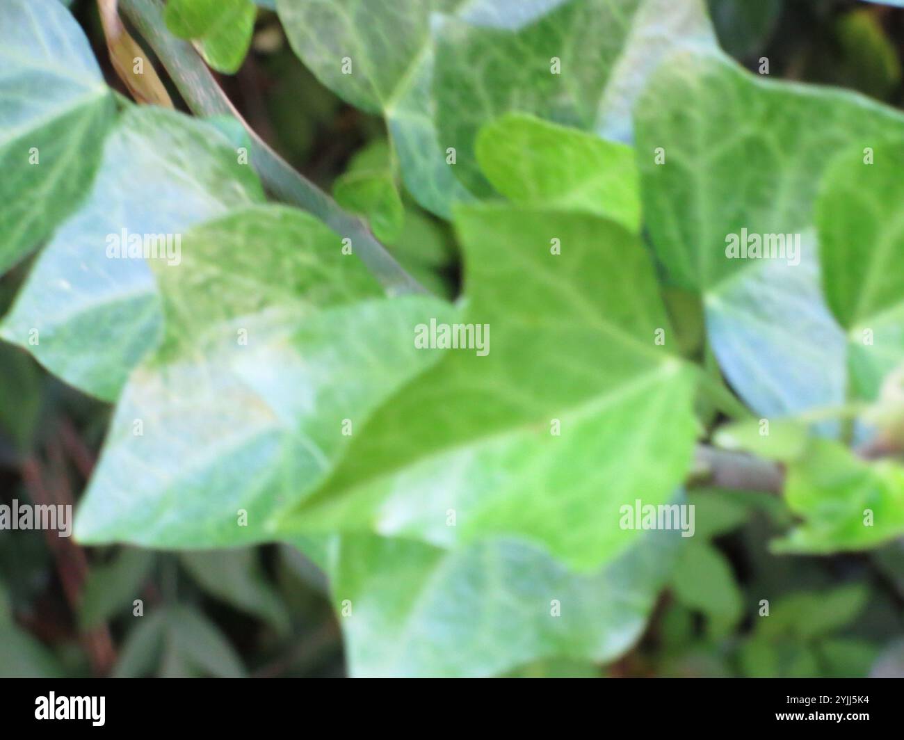Atlantic Ivy (Hedera hibernica Stock Photo - Alamy
