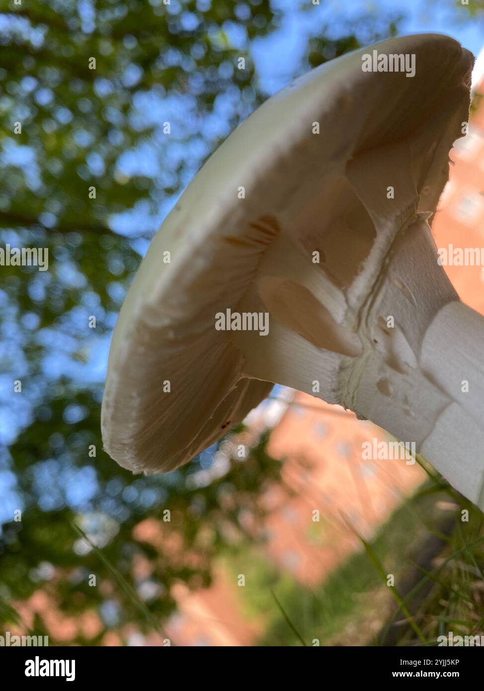 Eastern North American Destroying Angel (Amanita bisporigera Stock ...