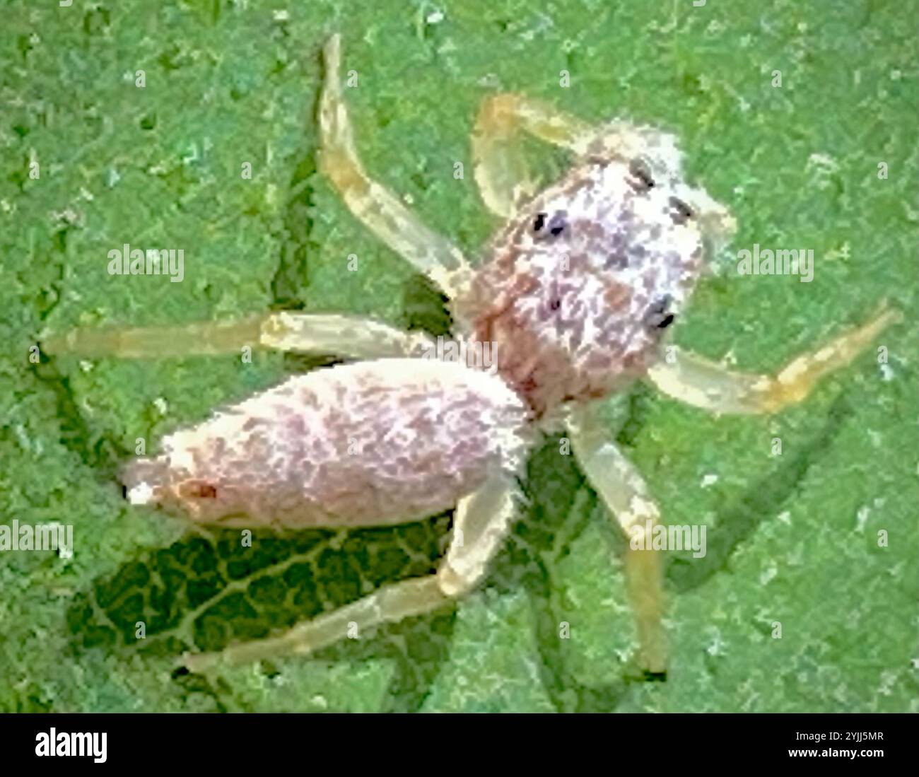 White-jawed Jumping Spider (Hentzia mitrata Stock Photo - Alamy