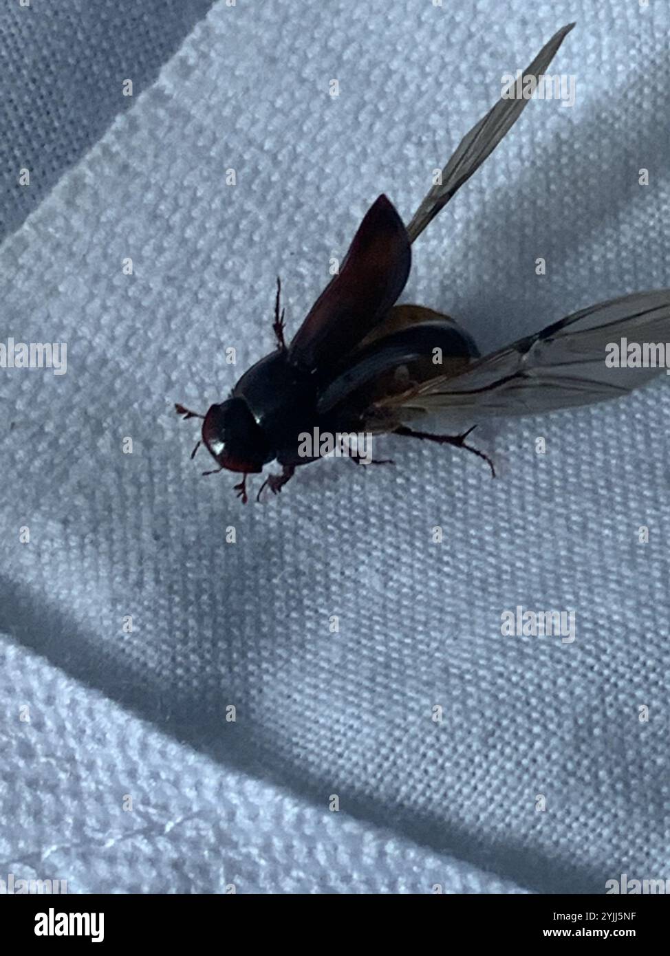 Night-flying Dung Beetle (Acrossus rufipes Stock Photo - Alamy