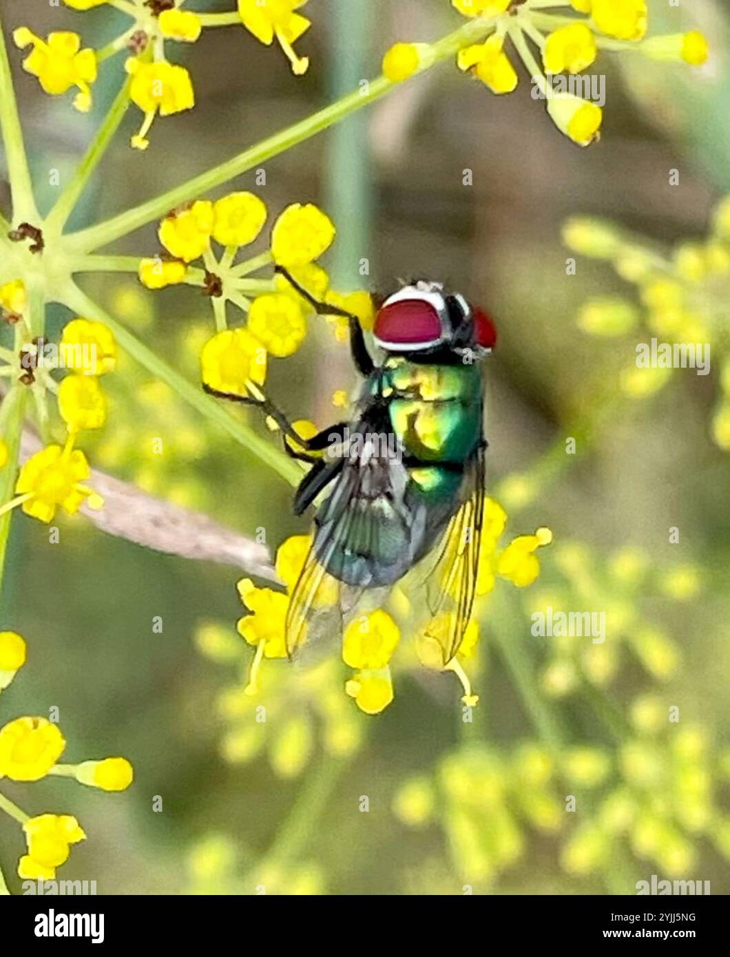 Chrysomya albiceps hi-res stock photography and images - Alamy