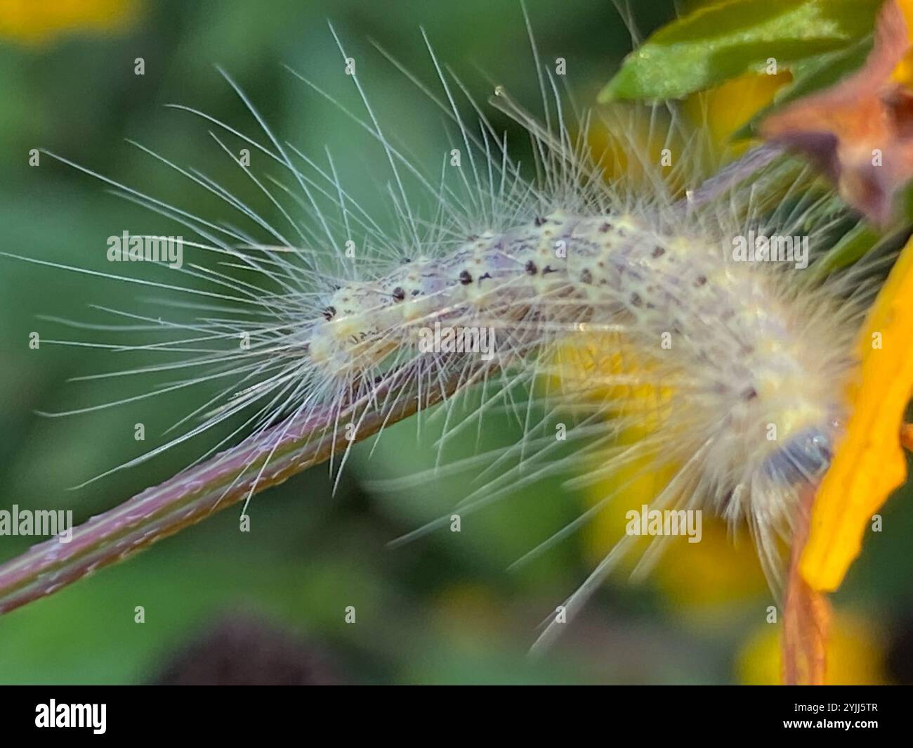 Fall Webworm Moth (Hyphantria cunea Stock Photo - Alamy