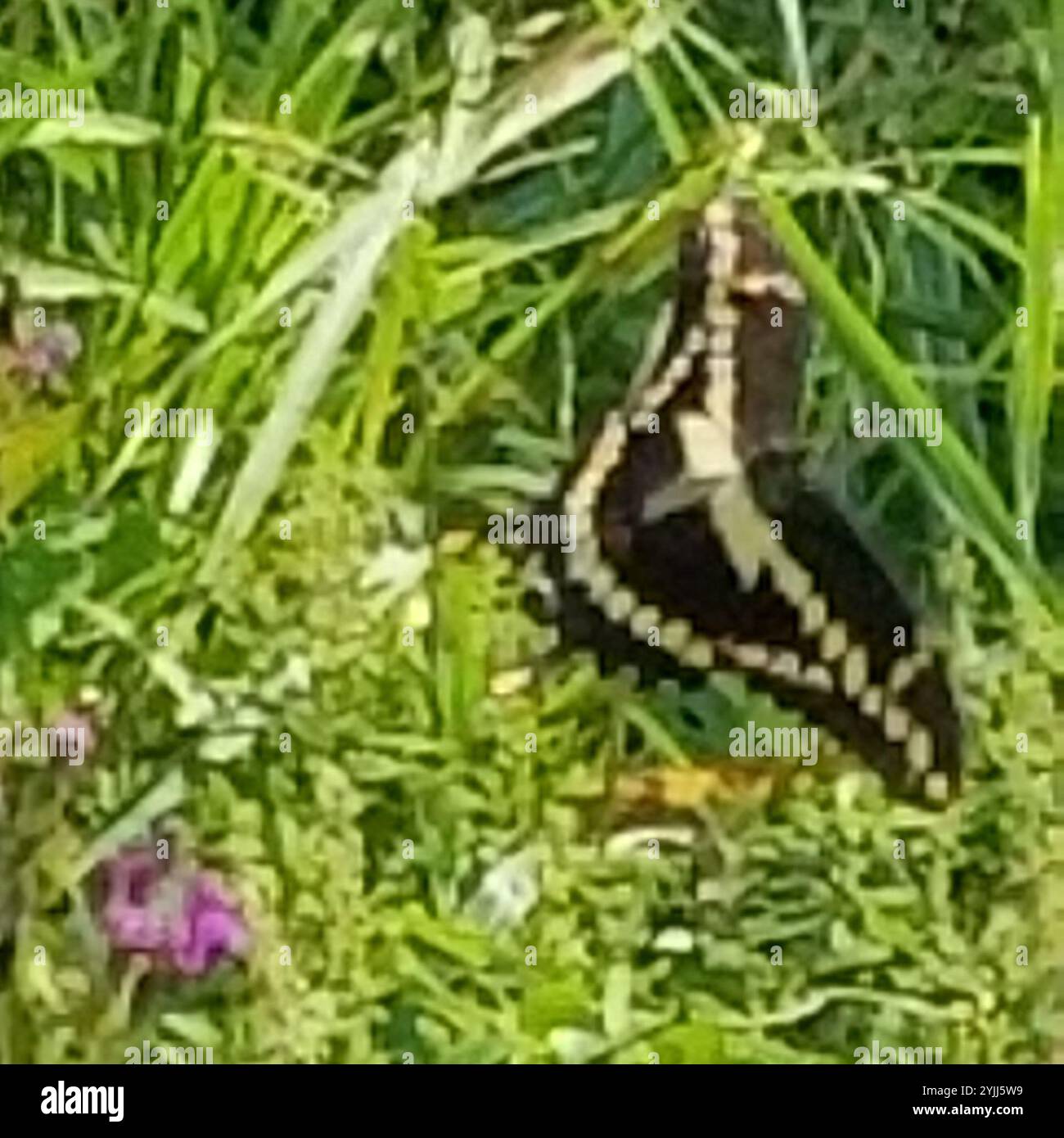 Eastern Giant Swallowtail (Heraclides cresphontes Stock Photo - Alamy