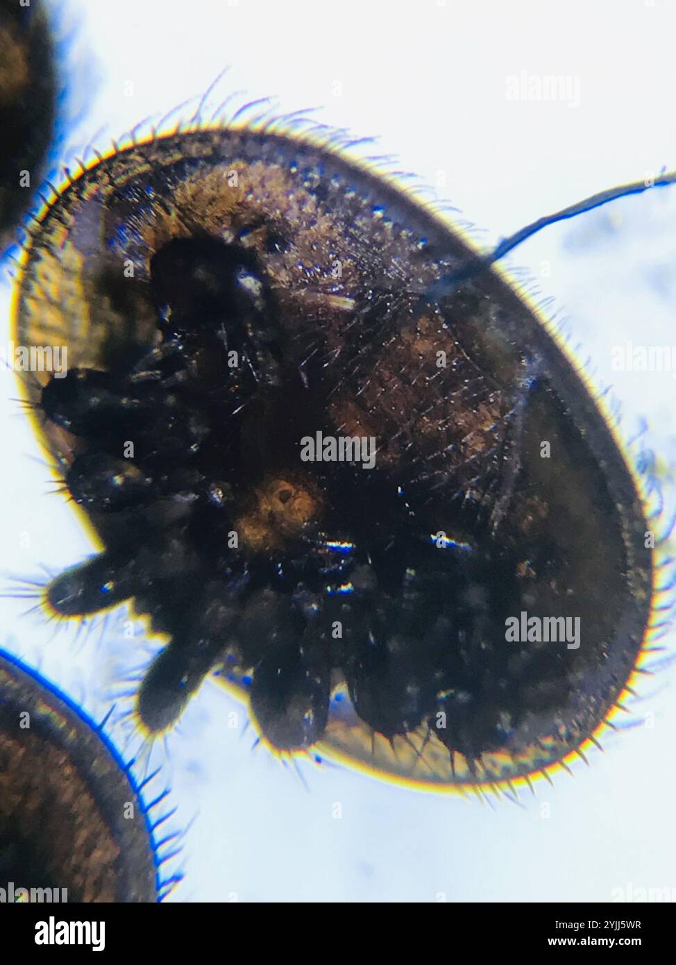 Varroa Mite (Varroa destructor Stock Photo - Alamy