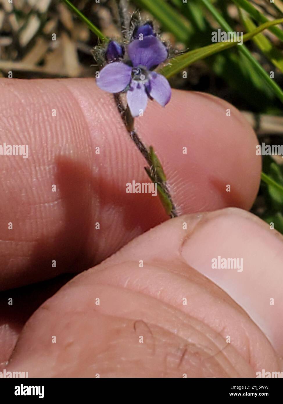 American alpine speedwell (Veronica wormskjoldii Stock Photo - Alamy