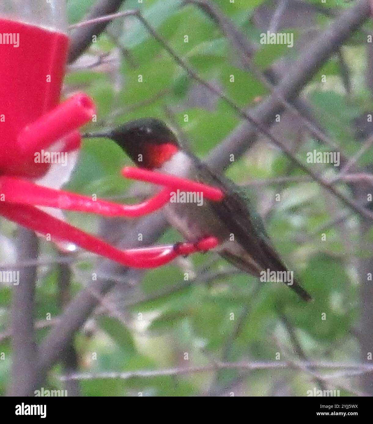 Ruby-throated Hummingbird (Archilochus colubris Stock Photo - Alamy