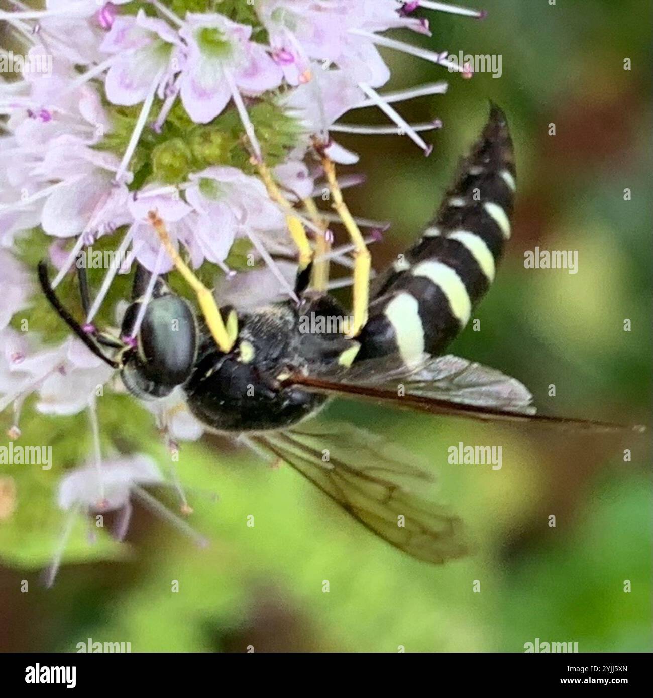 Four-banded Stink Bug Wasp (Bicyrtes quadrifasciatus Stock Photo - Alamy