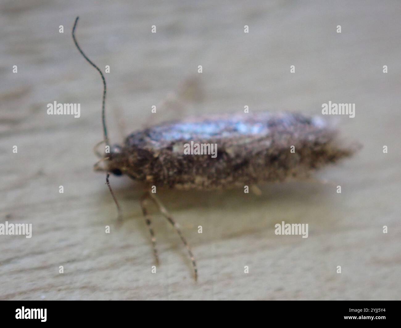 Bryotropha hi-res stock photography and images - Alamy