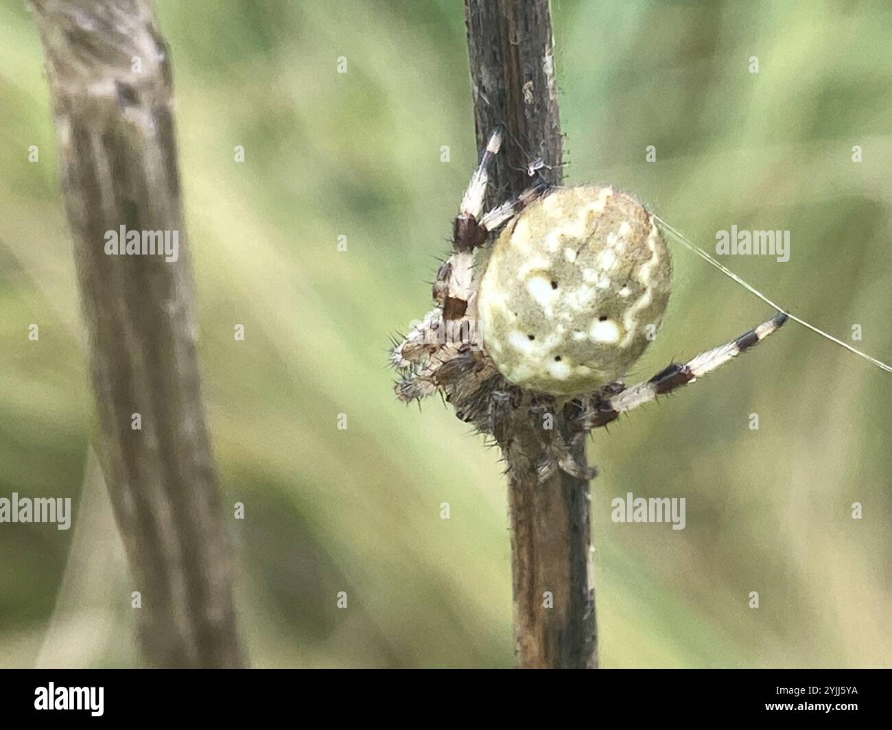 Four-spot Orbweaver (Araneus quadratus Stock Photo - Alamy