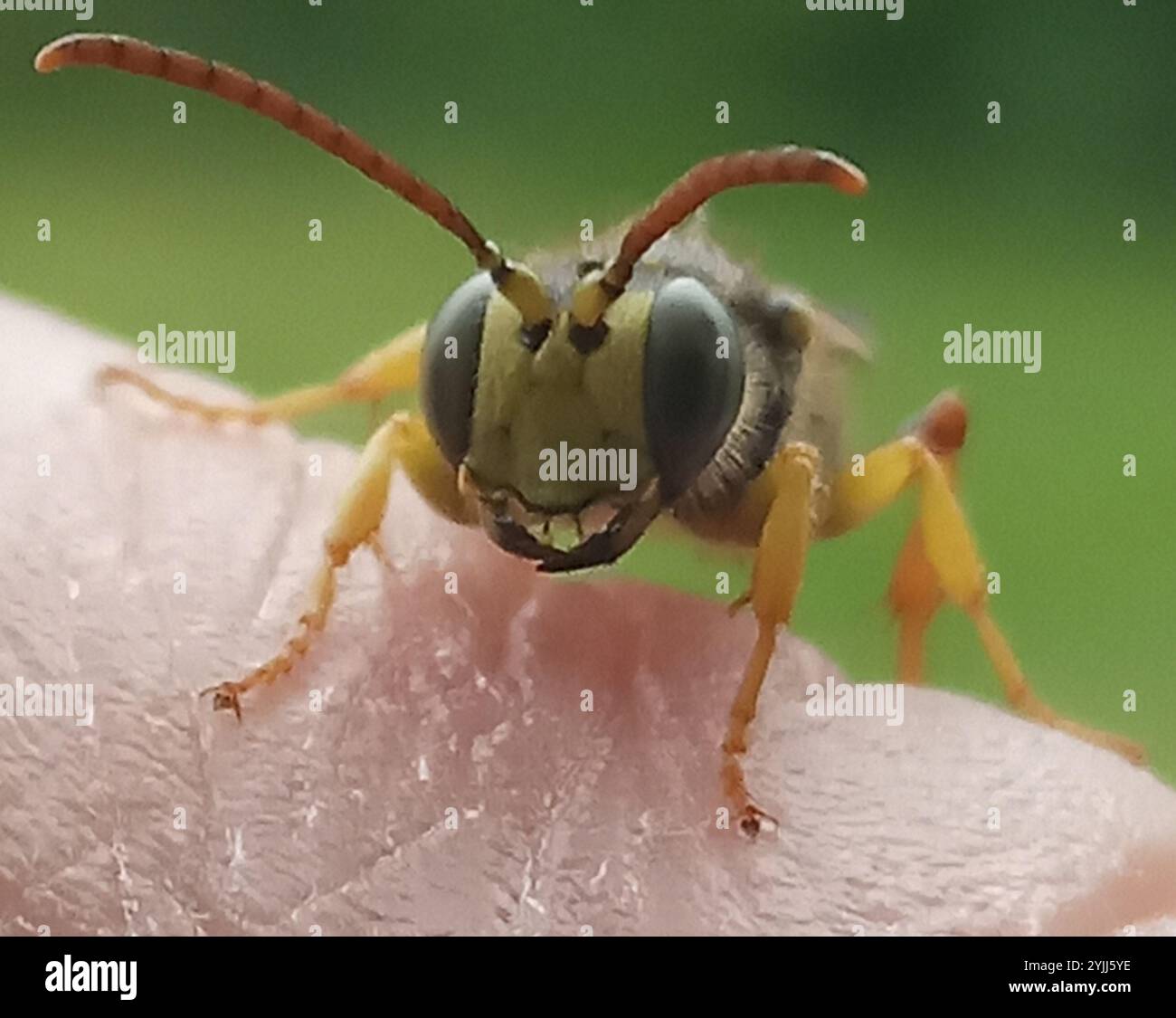 Typical Weevil Wasps and Allies (Cerceris Stock Photo - Alamy
