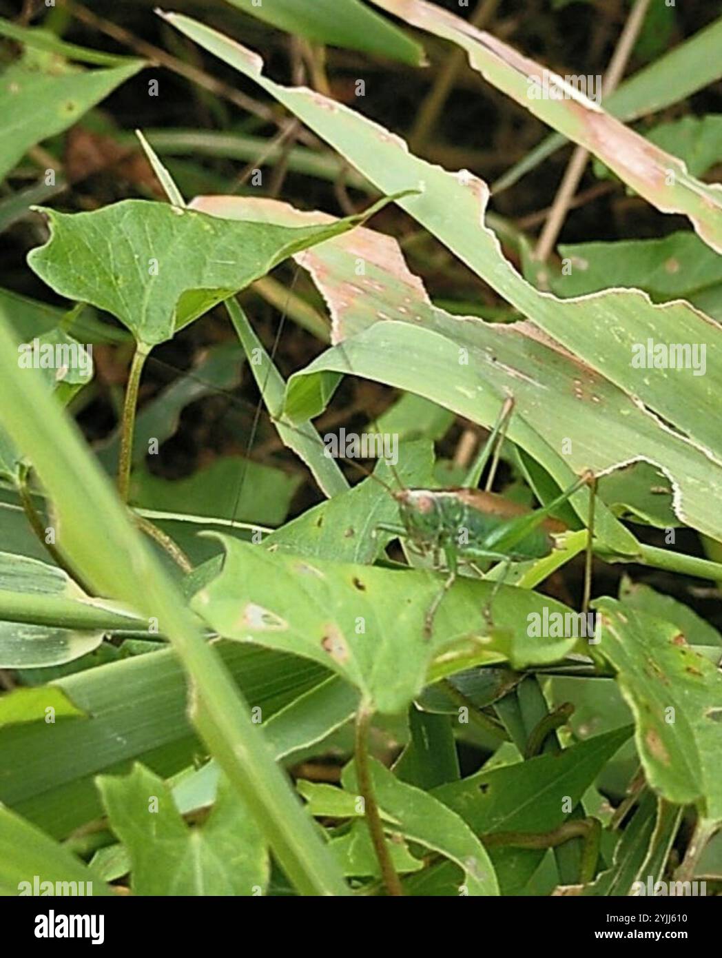 Long-winged Conehead (Conocephalus fuscus Stock Photo - Alamy